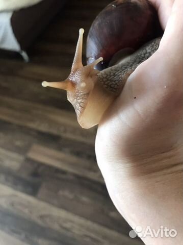 Улитки ахатины