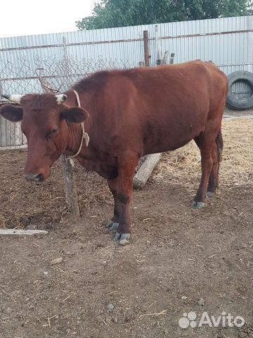 Коровы дойные молочные