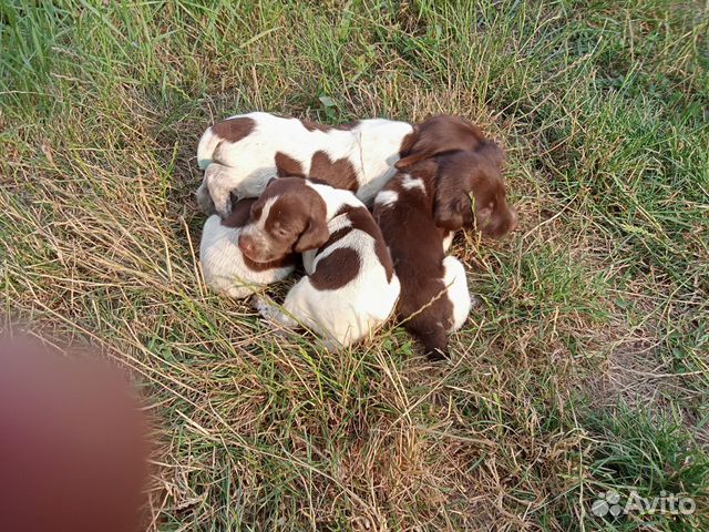 Собаки щенки породистые