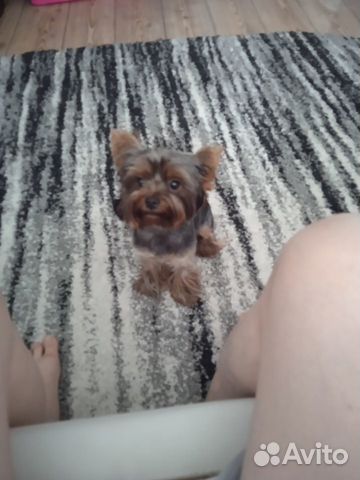 Йоркширский терьер