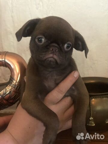 Щенки пти брабансона