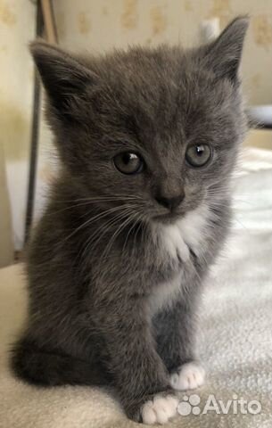 Британские котята