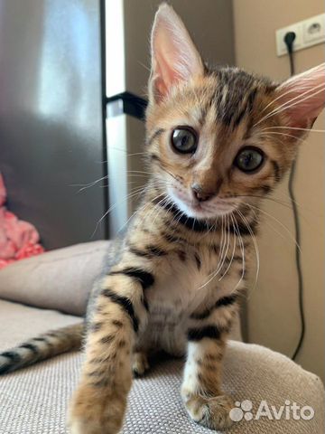 Бенгальськая кошка