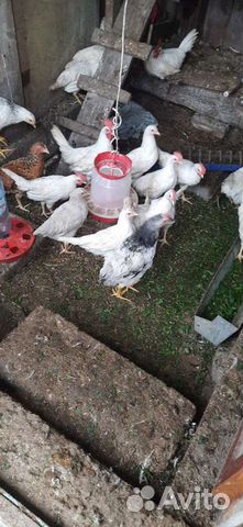 Петухи леггорн белый