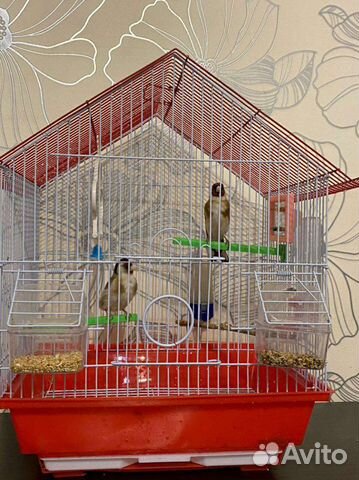 Щеглы мальчик и девочка с клеткой +маленькая клетк