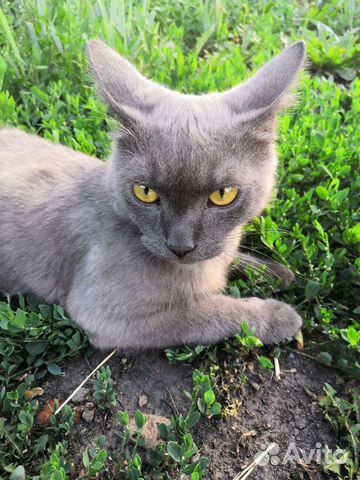 Котик в добрые руки