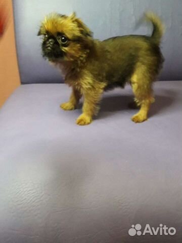 Брюссельский гриффон