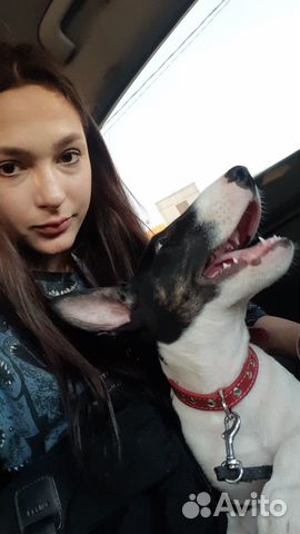 Бультерьер мальчик 3 месяца