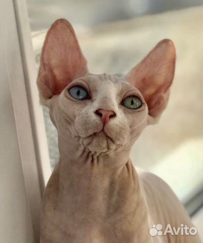 Канадский сфинкс