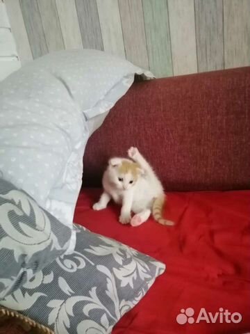 Котята