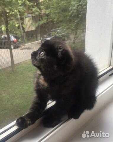 Вислоухий котенок девочка и ее сестры 1 месяц в да