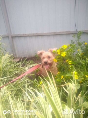 Кнопыч комнатный мальчик