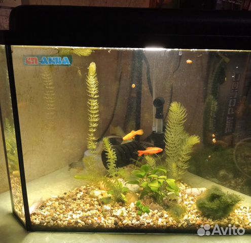 Аквариум+фильтр,компрессор,рыбки,растения,грунт