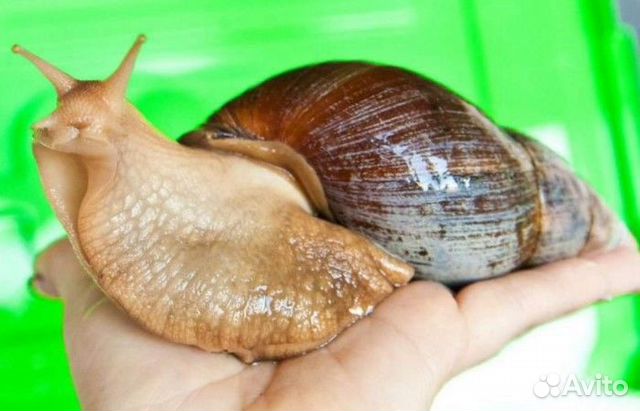 Улитка ахатина гигантская