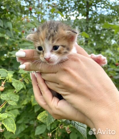 Кошечка Вероничка ищет любящую маму