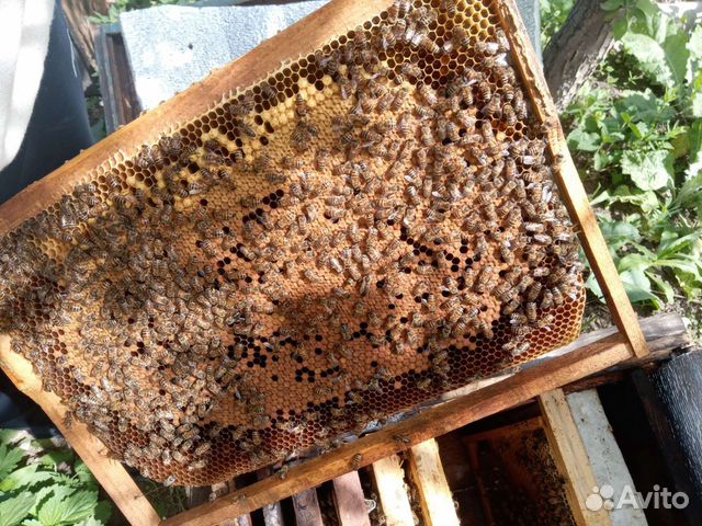 Пчеломатка прошлогодняя. Подарю