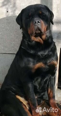 Вязка ротвейлера