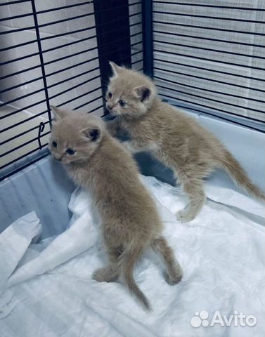 Котята в хорошие руки