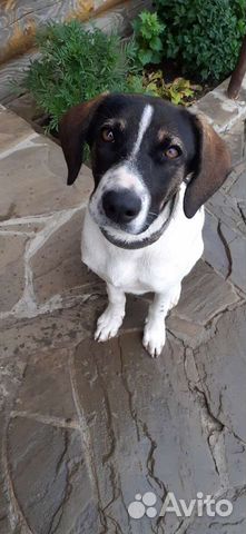 Молодой пес в добрые руки