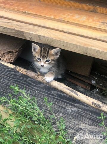 Милый котенок
