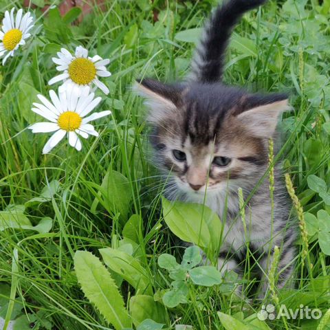 Котик 1,5 месяца