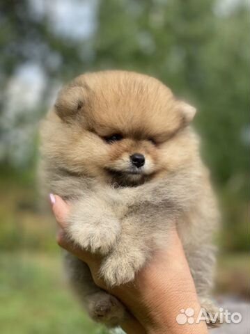 Померанский медведь