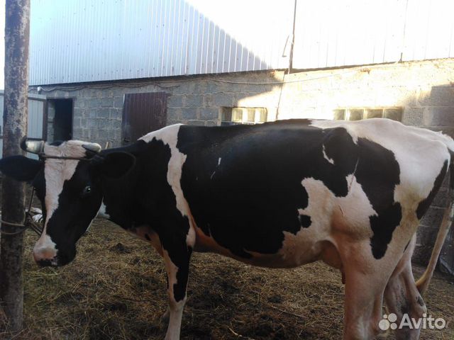 Молочная корова