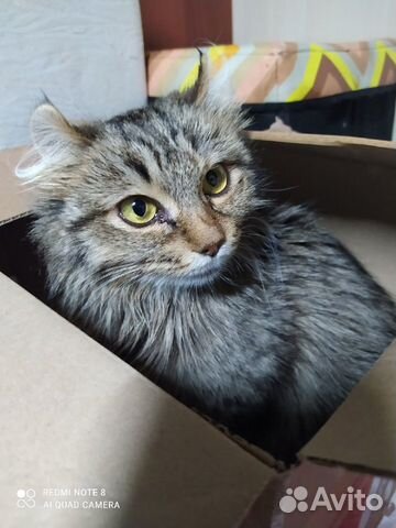 Кошка в добрые руки