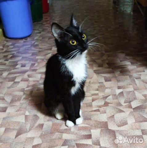 Кошечка в поисках дома