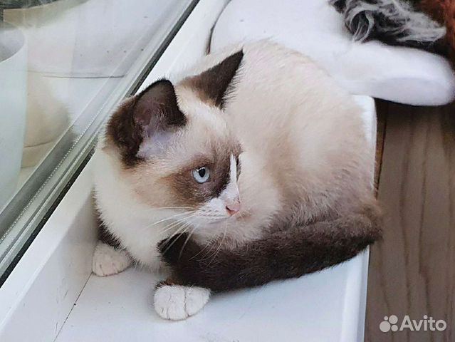 Котёнок тайского окраса, 3,5 мес