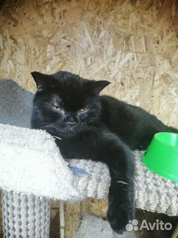 Бархатный котик ищет новую семью