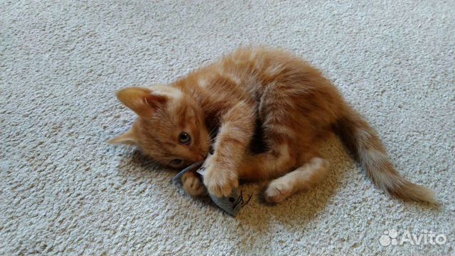 Котенок в дар