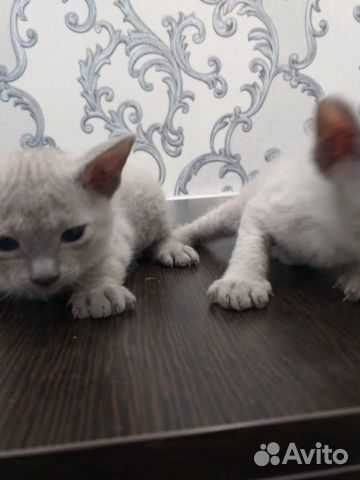 Донской сфинкс котята