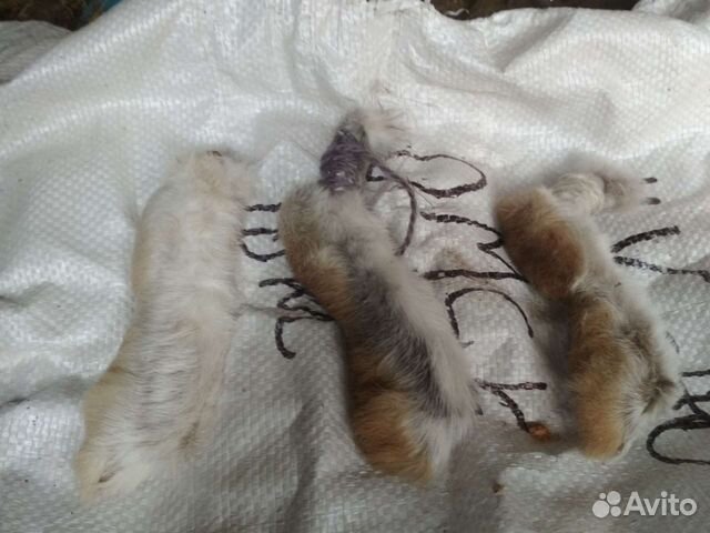 Кроличьи лапки