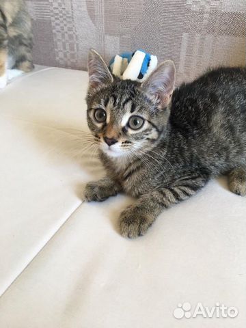 Котенок бесплатно