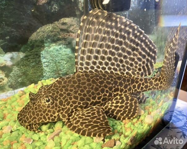 Парчовый сом