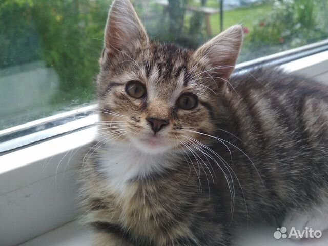 Котенок Маруся в добрые руки