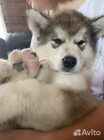 Маламутики меховые плюшки