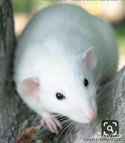 Крыса дамбо