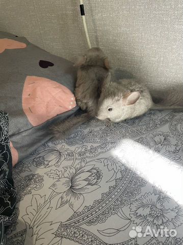 Шиншиллы