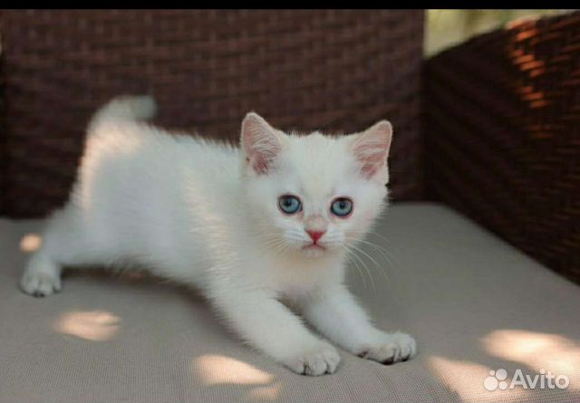 Британский котенок колор поинт