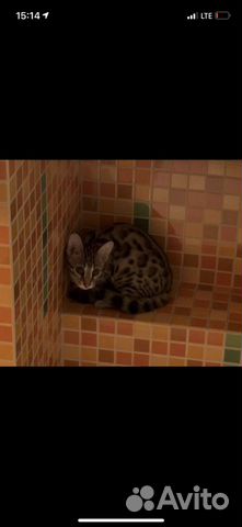 Котята саванна
