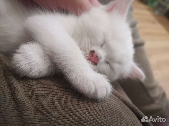 Курильский бобтейл