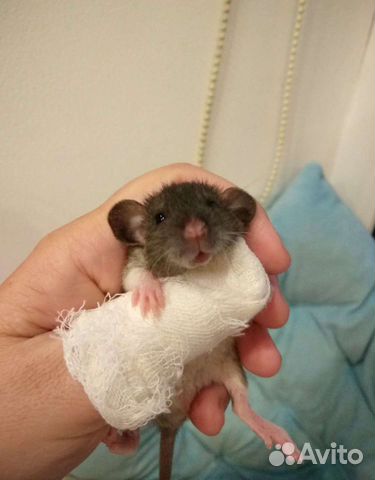Крысята Рекс мальчики