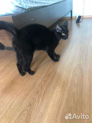 Черный котенок