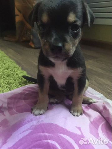 Стаффордширский терьер