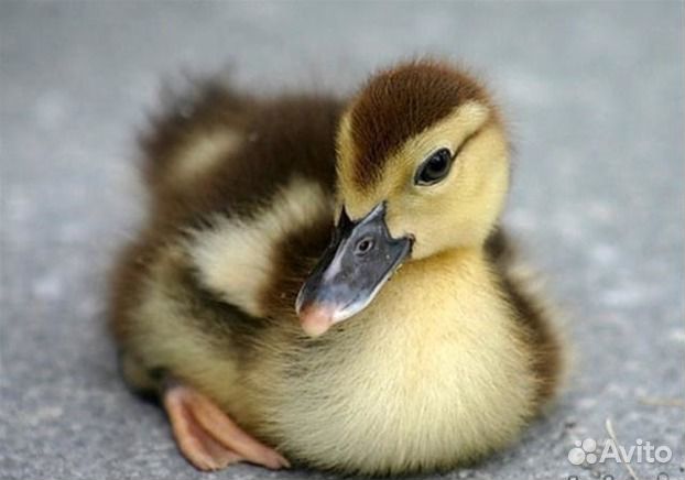 Продаются утята индоутки суточные