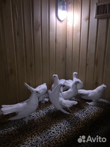 Голуби луганские белые