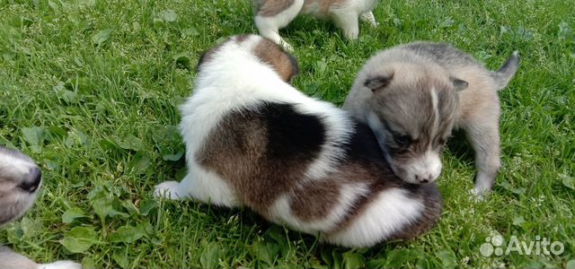 Щенки от Хаски