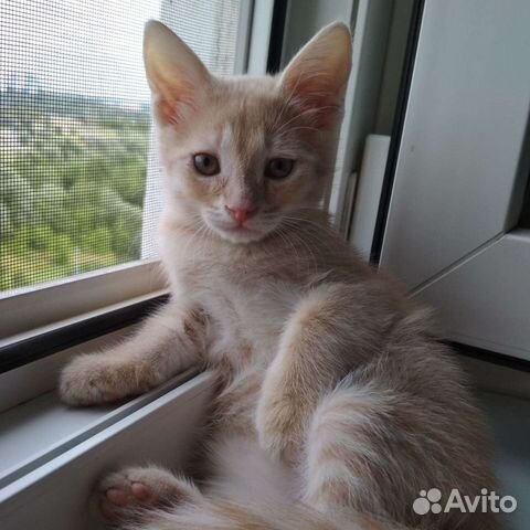 Котёнок рыжий девочка
